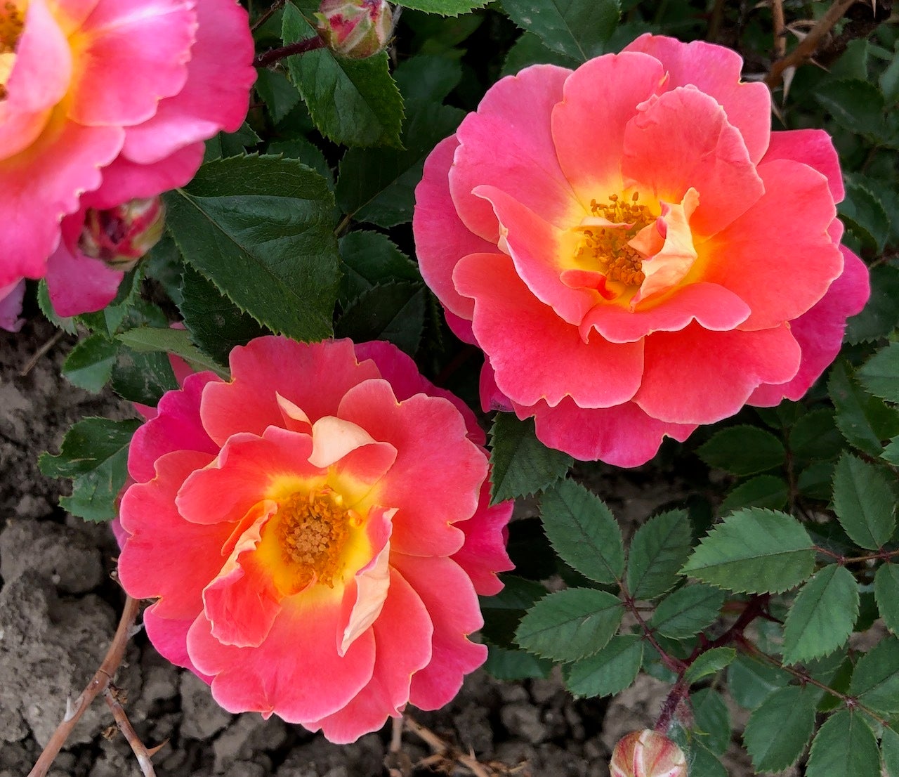 Rose, Fruity Petals | Bergeson Nursery